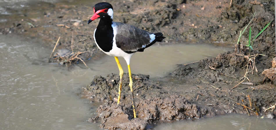 udawalawe Udawalawe - Nature-wilderness