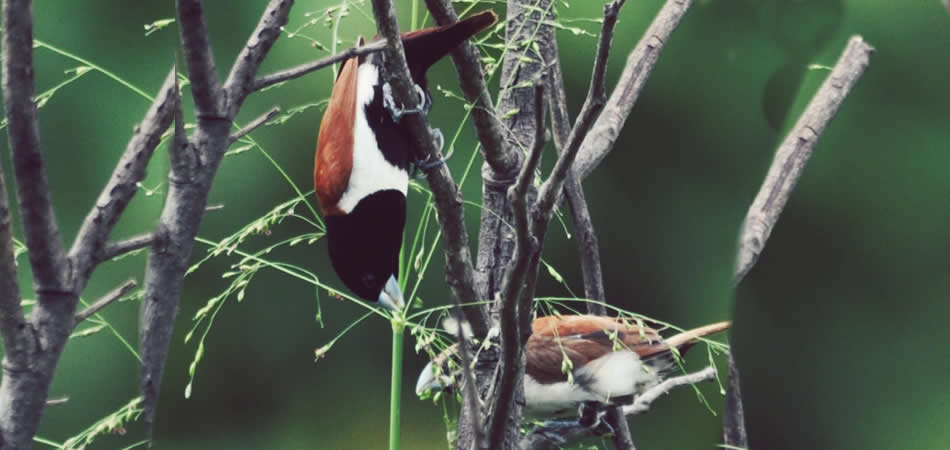 udawalawe Udawalawe - Nature-wilderness